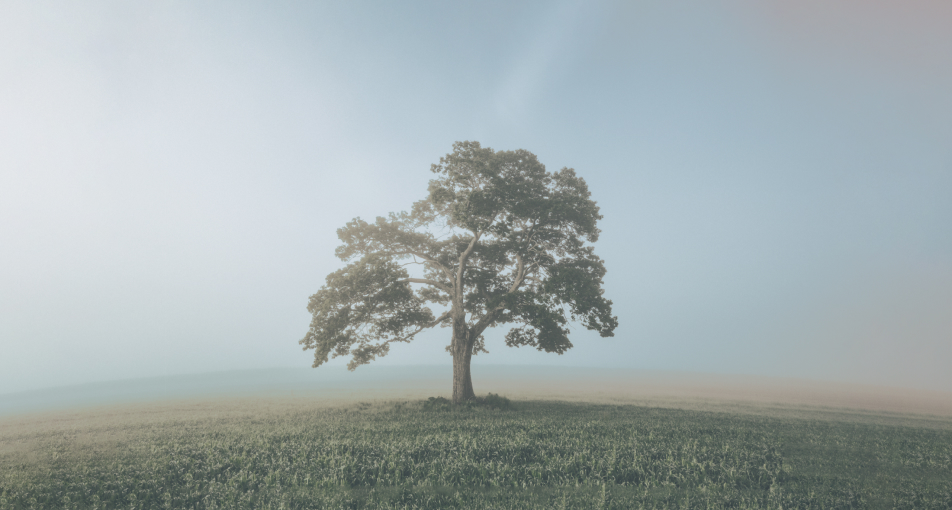 Arbor Insight – Expert Aborist Consulting