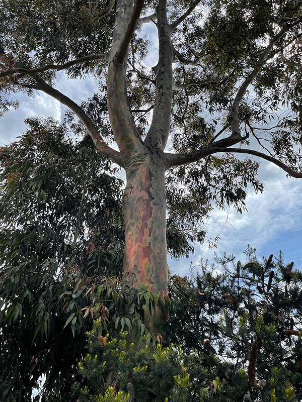 Arborist Reports for Council Applications – Arbor Insight